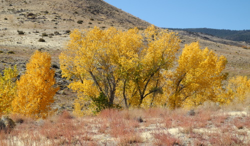 Fall in the desert | NewToReno Blog