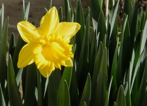 Signs of spring in Reno | NewToReno Blog